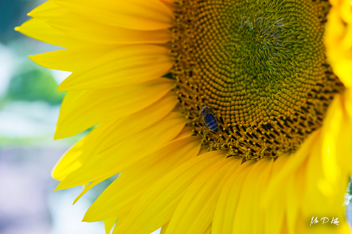 Bees (Bombini) summer feeding frenzy – Mr P Kalu