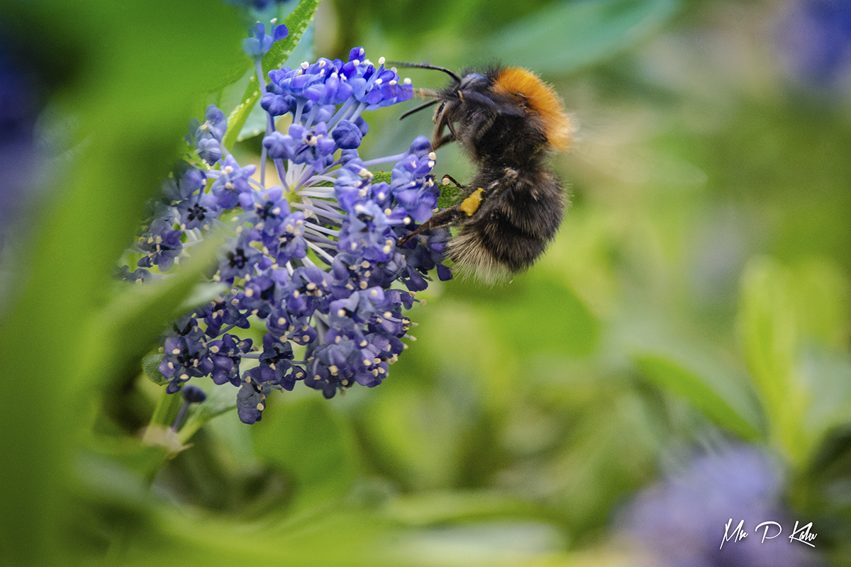 Bees (Bombini) summer feeding frenzy – Mr P Kalu