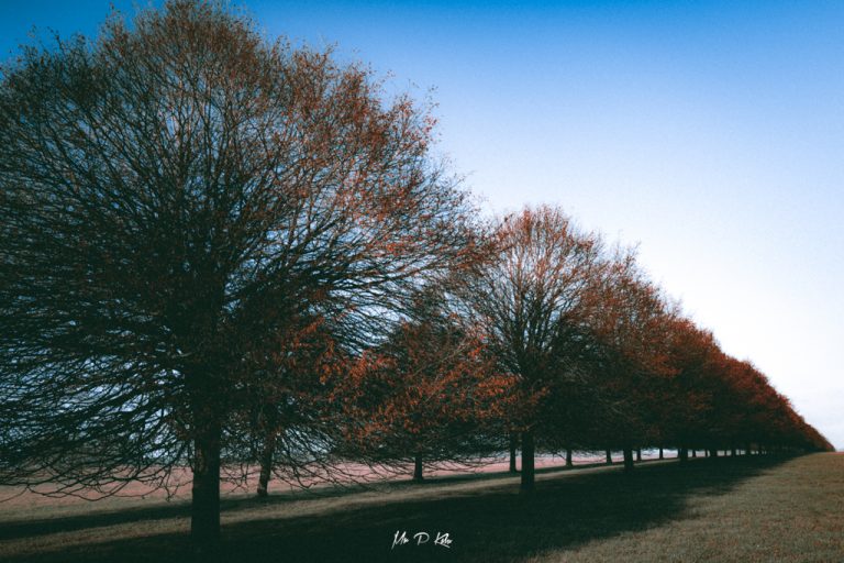 Brrr…. frosty morning in Oxford, Winter 2020 – Mr P Kalu