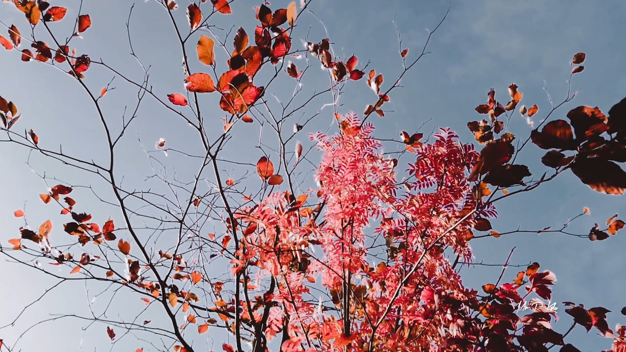 The red ochre of autumn – Mr P Kalu