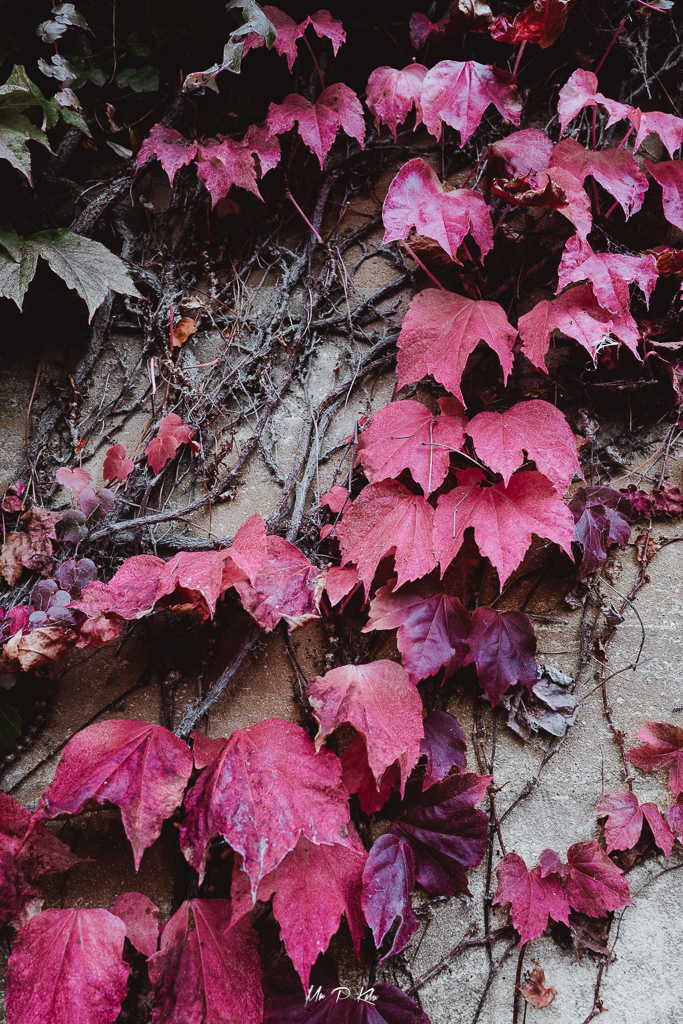 The red ochre of autumn – Mr P Kalu